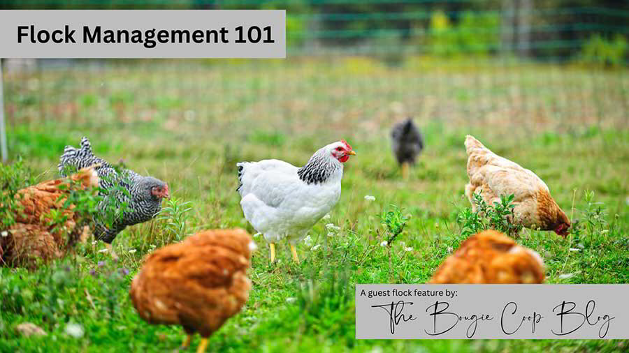 Flock Management 101: What Should I Feed My Chickens?