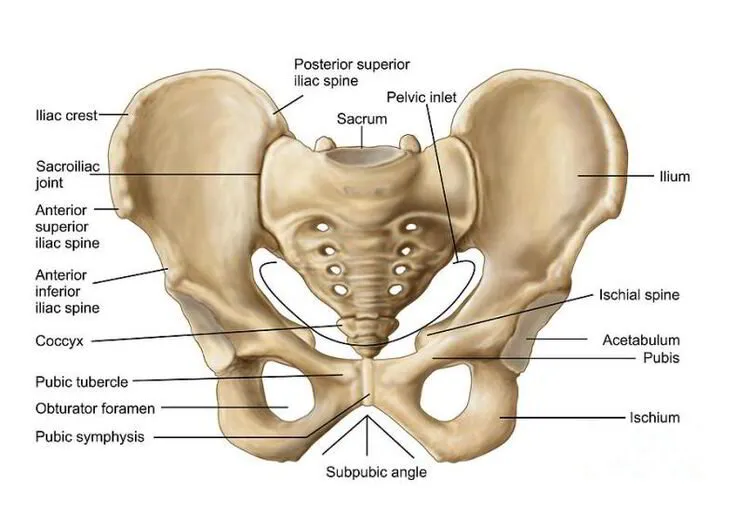 SPD (Symphysis Pubis Dysfunction) and How Chiropractic Care Can Help