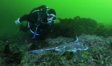 Diving - Barkley Sound