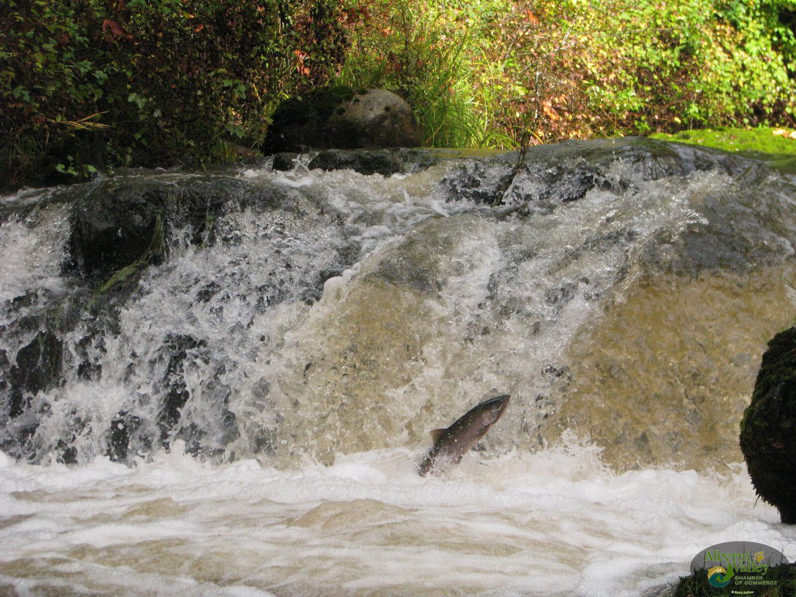 Find Your To Do in the Alberni Valley in Port Alberni BC