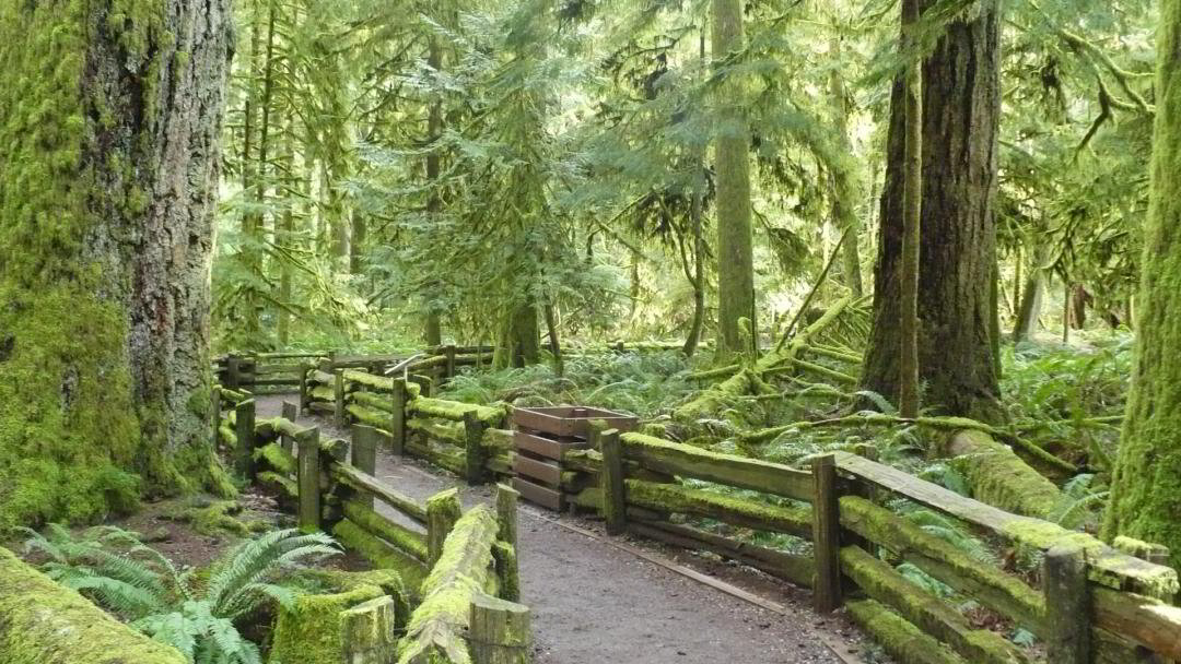 Cathedral Grove