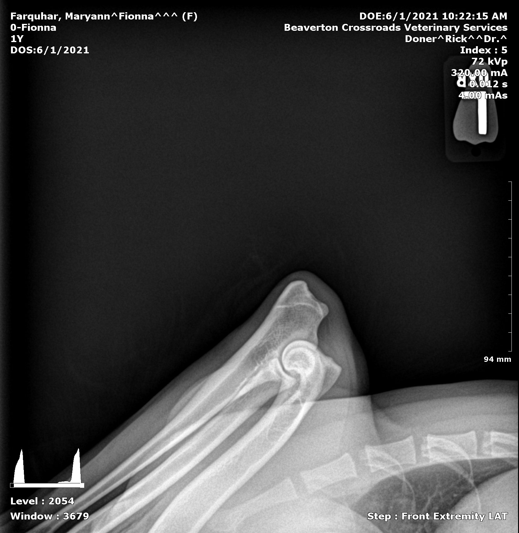 Fiona - Flat Coated Goldendoodle