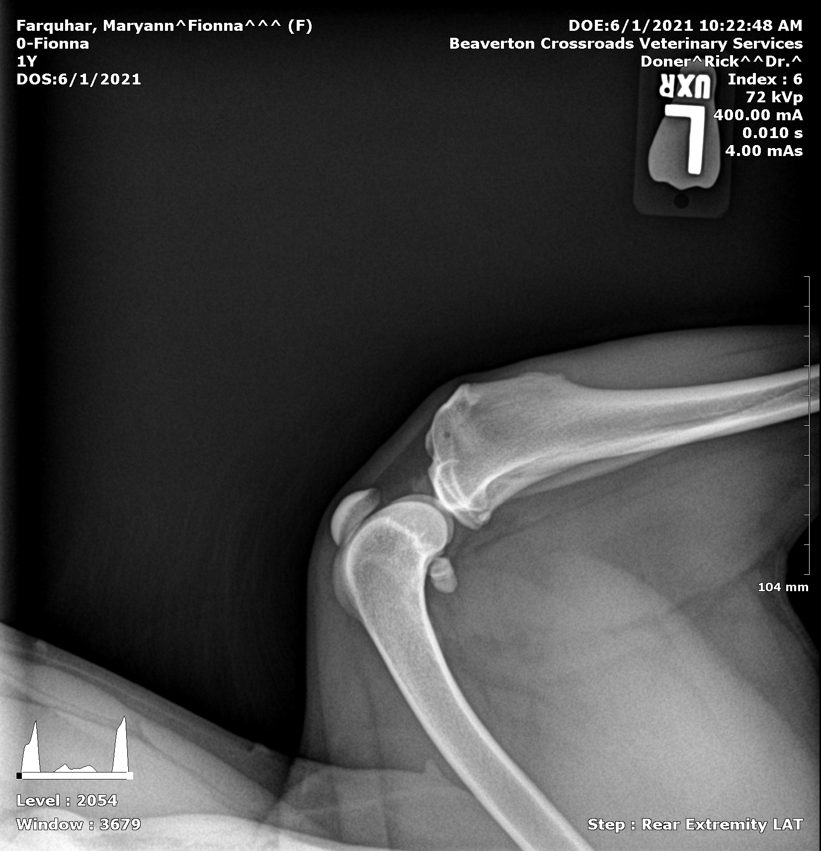 Fiona - Flat Coated Goldendoodle