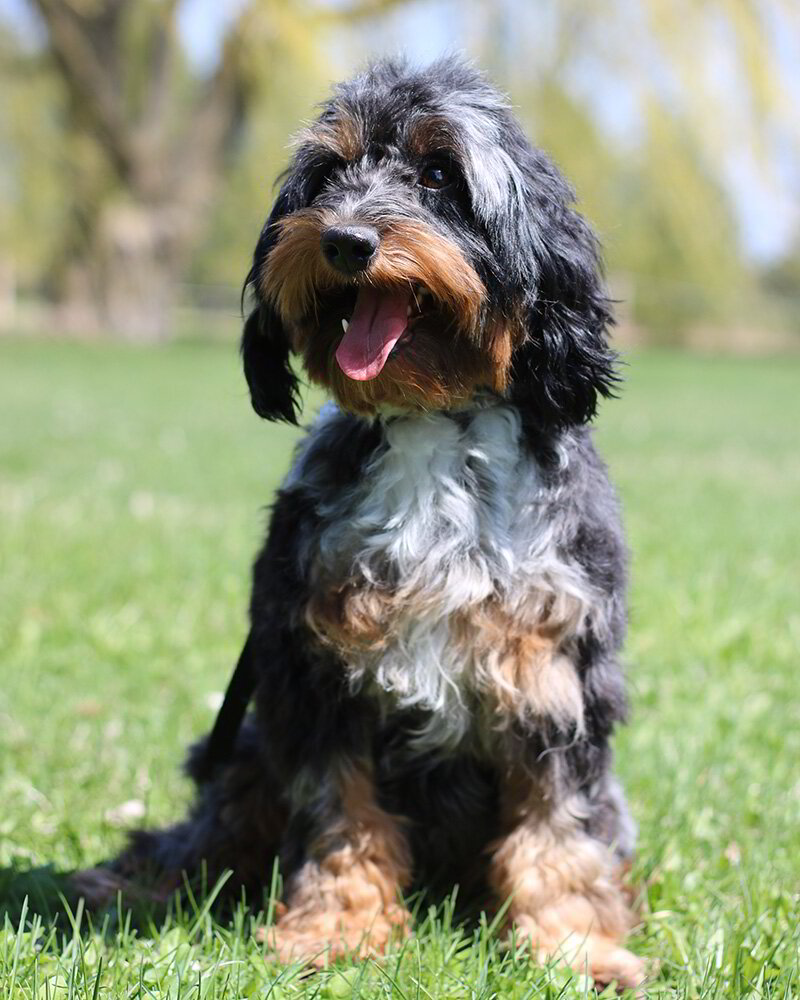 Available Goldendoodle Puppies | Willow Lane Farms