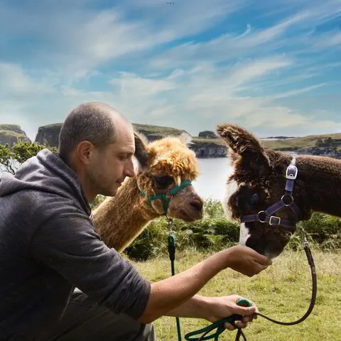 Seaside Alpacas | Coastal Alpaca Walks in West Cork