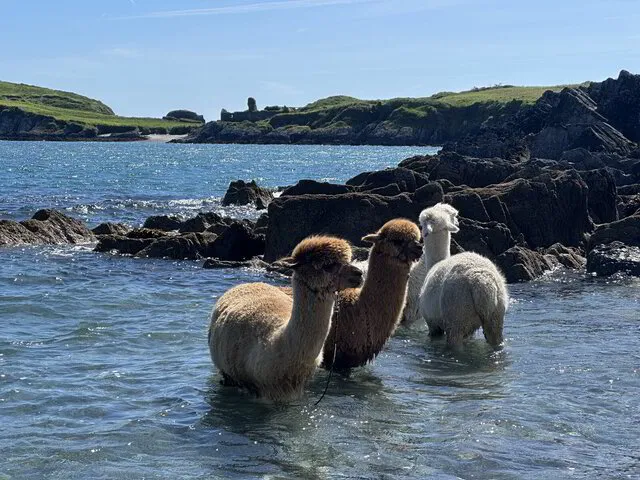 Seaside Alpacas | Coastal Alpaca Walks in West Cork