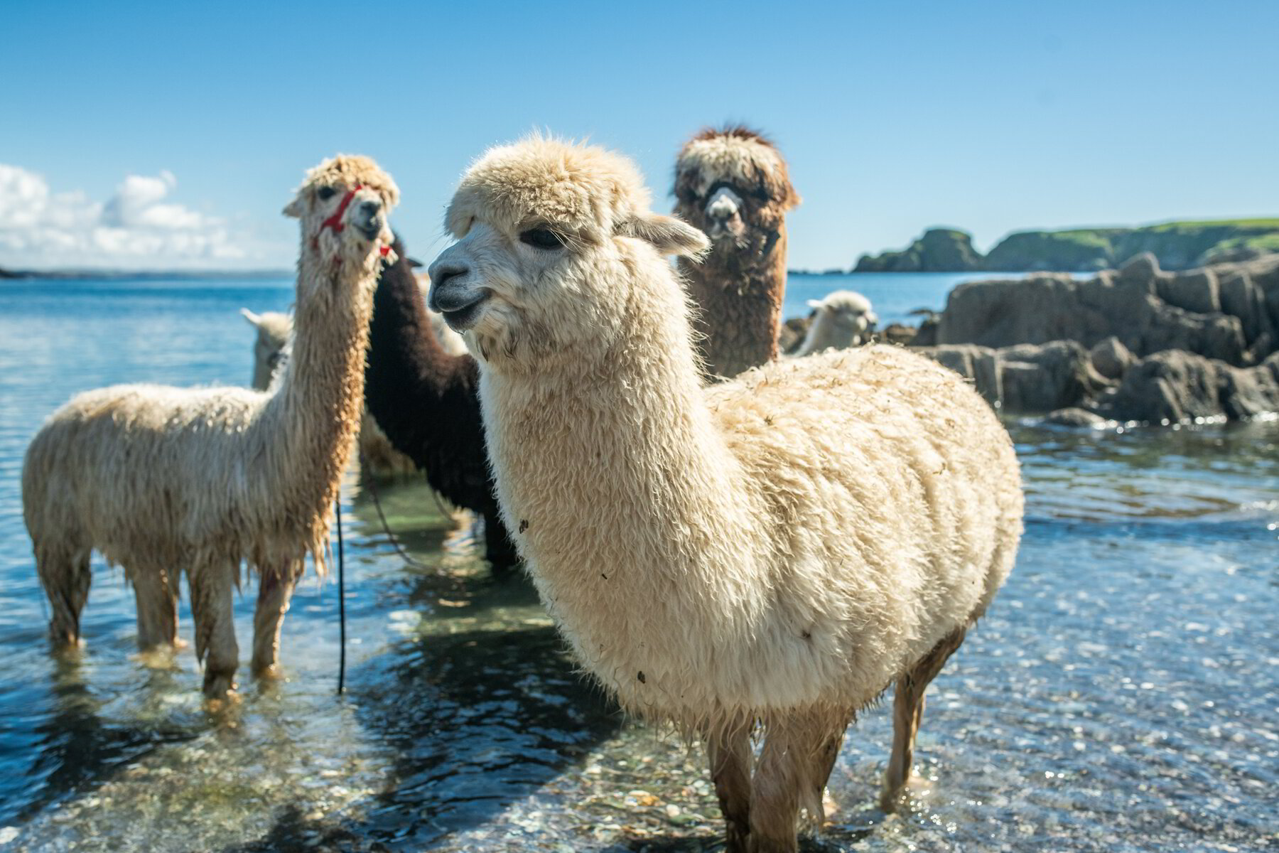 Seaside Alpacas | Coastal Alpaca Walks in West Cork