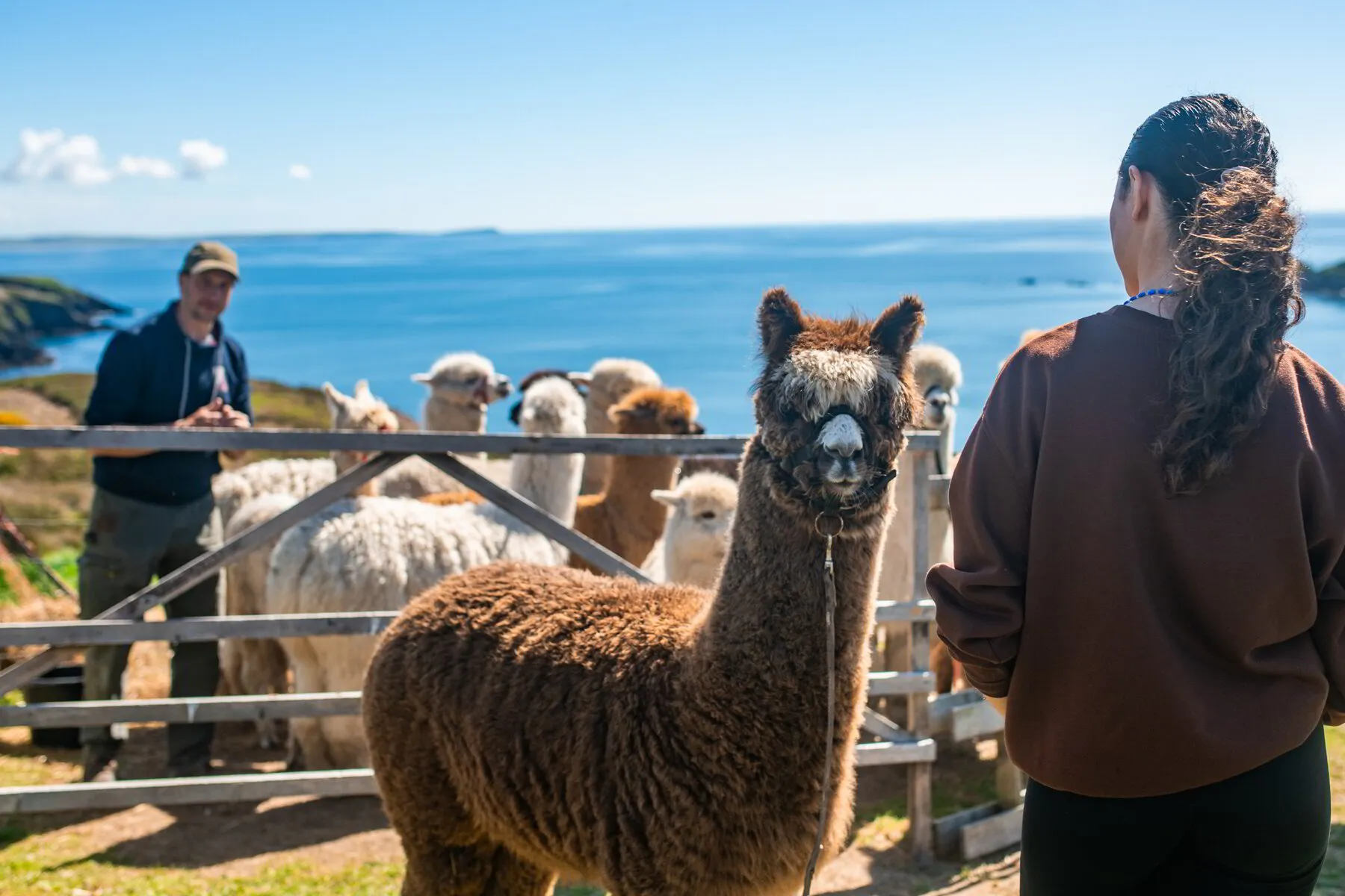 Home [seasidealpacas.com]