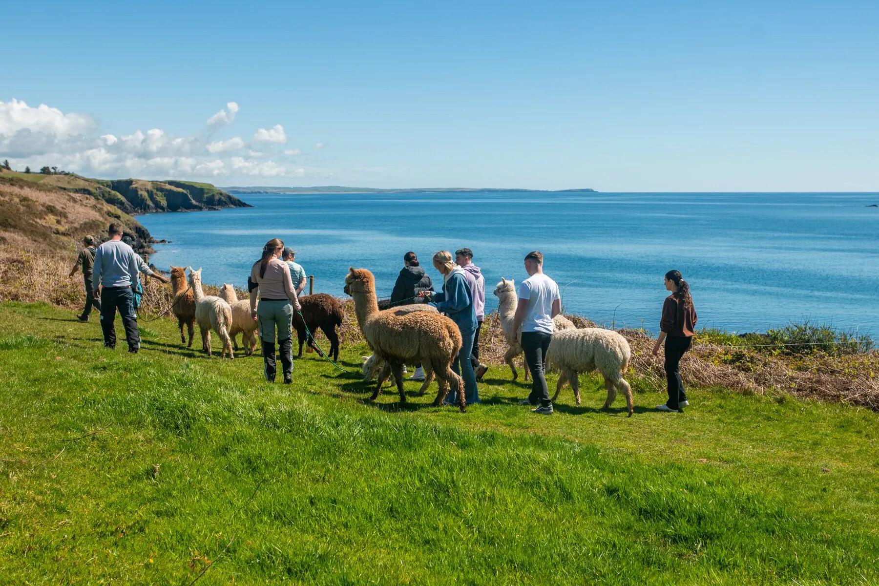 Seaside Alpacas | Coastal Alpaca Walks in West Cork