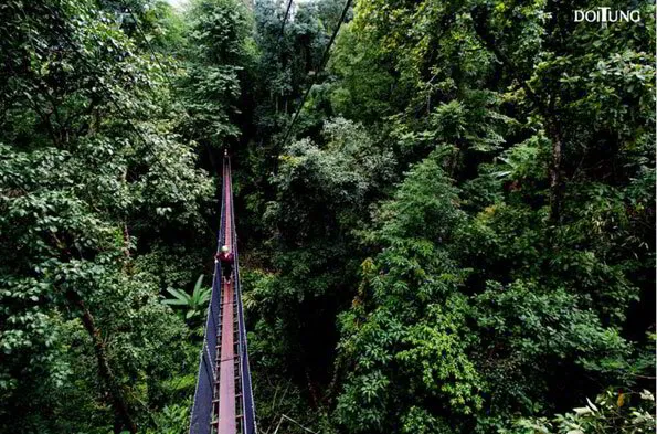 Doi Tung Tree Top Walk