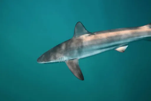 10 Biggest Fish Caught In The Pacific Ocean