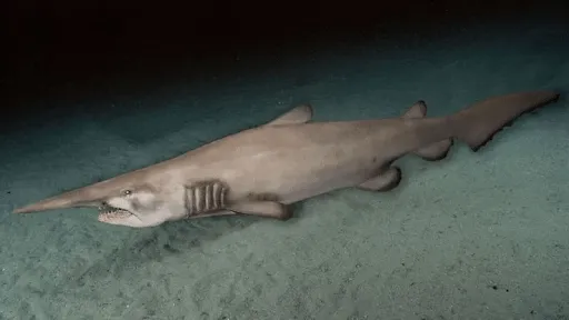 5 Greatest Underwater Discoveries