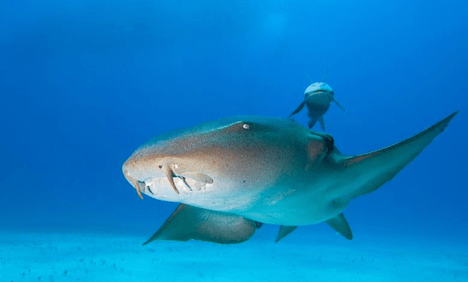 8 Unique Shark Species