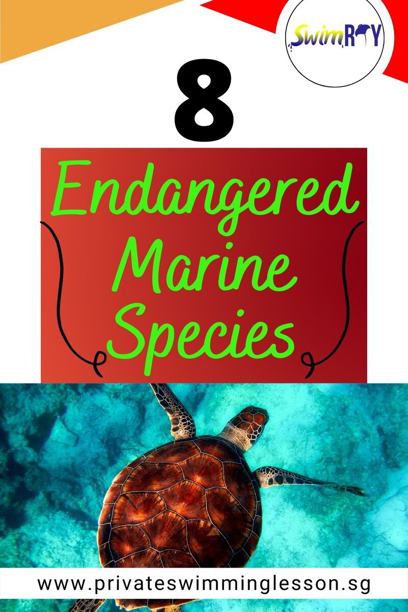 8 Endangered Marine Creatures