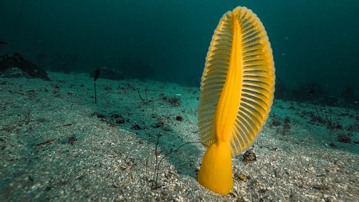 Top 10 Exotic Sea Creatures