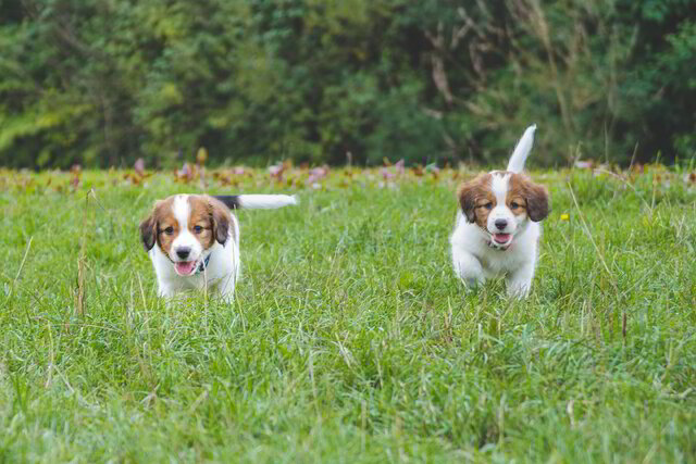 Home - VIP Dog Training