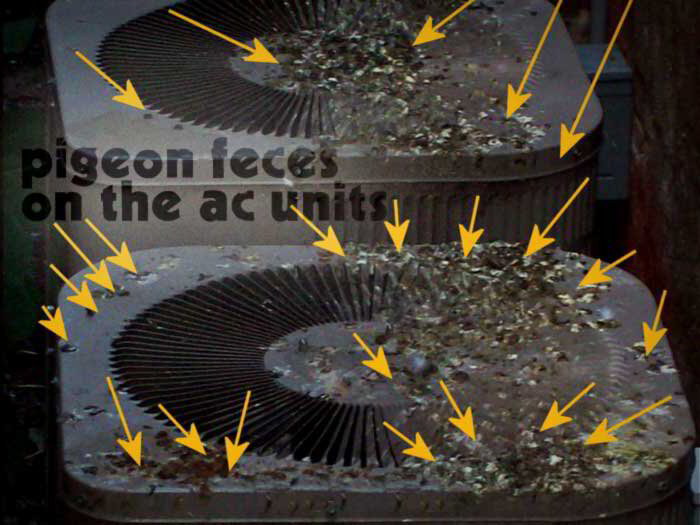 Pigeons and their poop