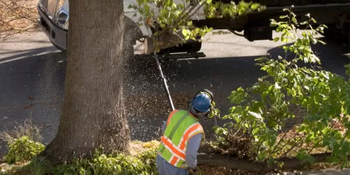 Green Line Tree Experts