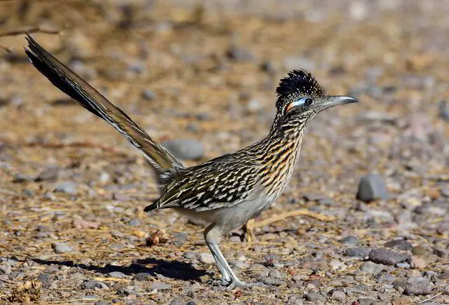 Flora and Fauna of Baja, for nature lovers.