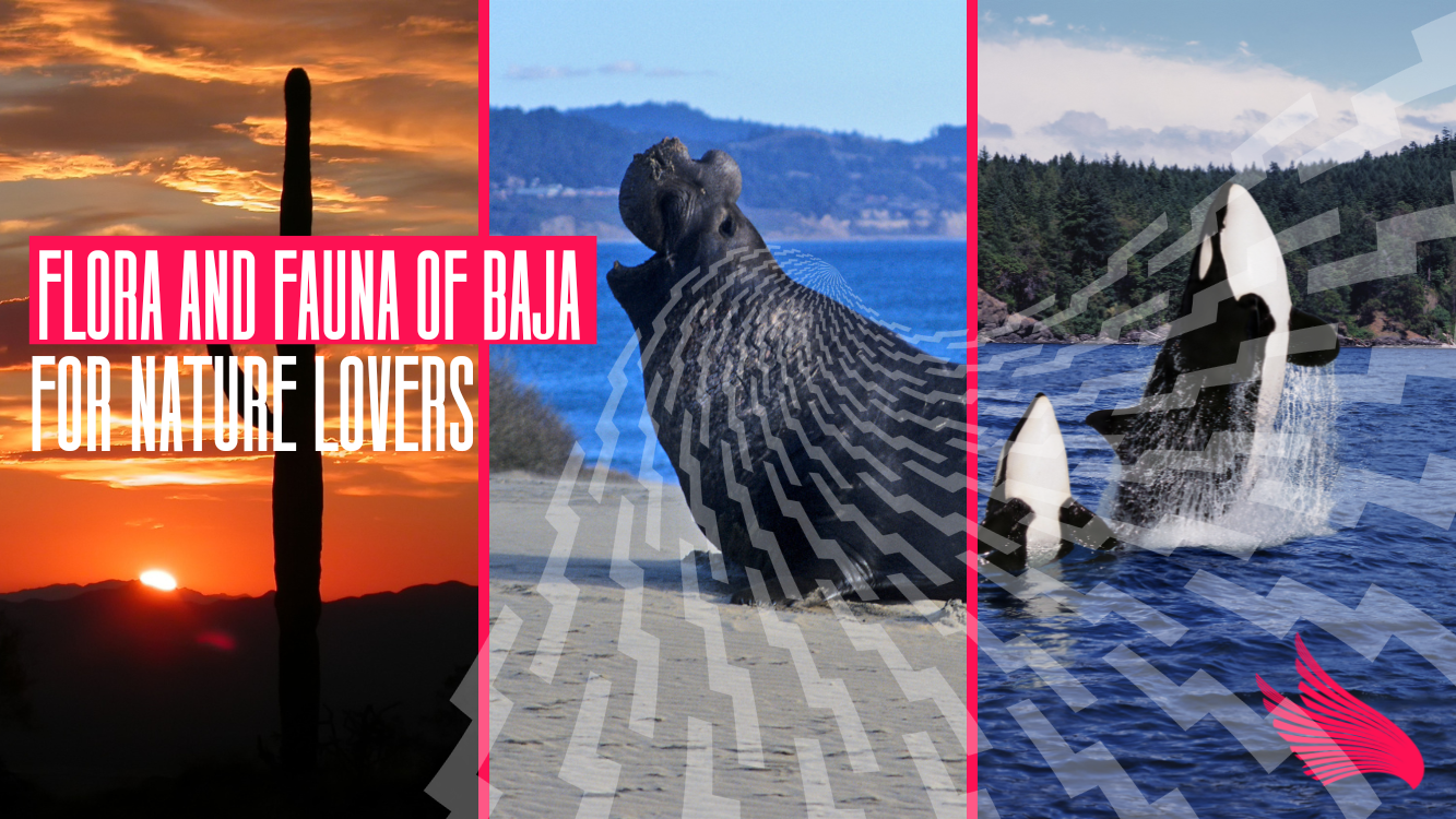 Flora and Fauna of Baja, for nature lovers.