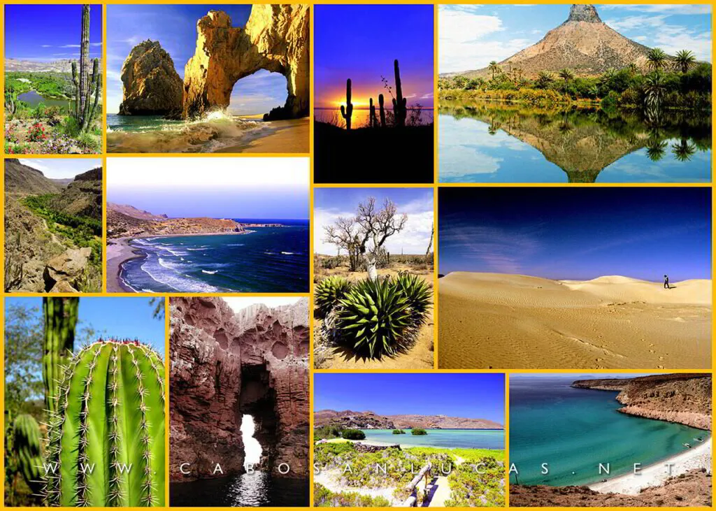Flora and Fauna of Baja, for nature lovers.