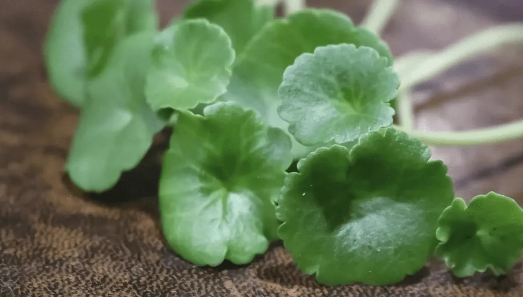 February Wild & Foraged