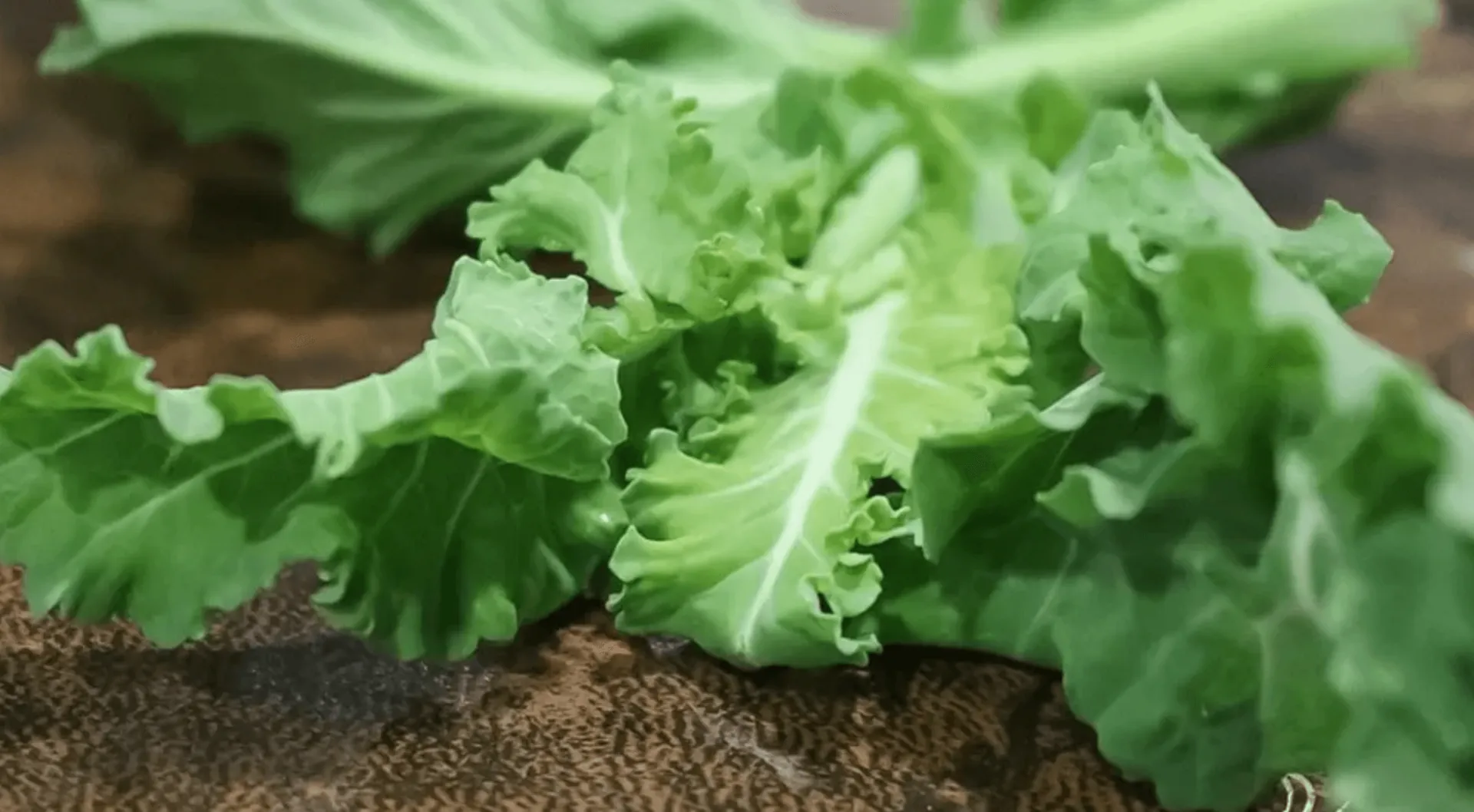 January Wild & Foraged