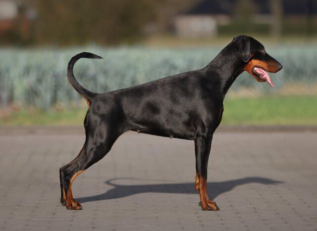 Koninklijke Belgische Dobermann Club - Dobermann - KBDC