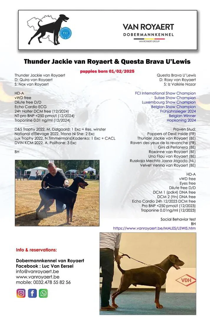 Fokkers - Dobermann pups - puppies dobermann - pups