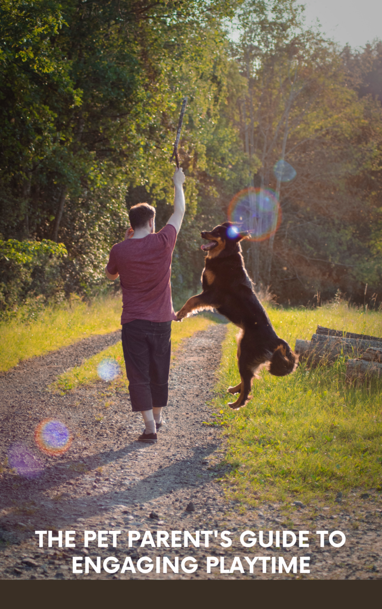 The Pet Parent's Guide to Engaging Playtime