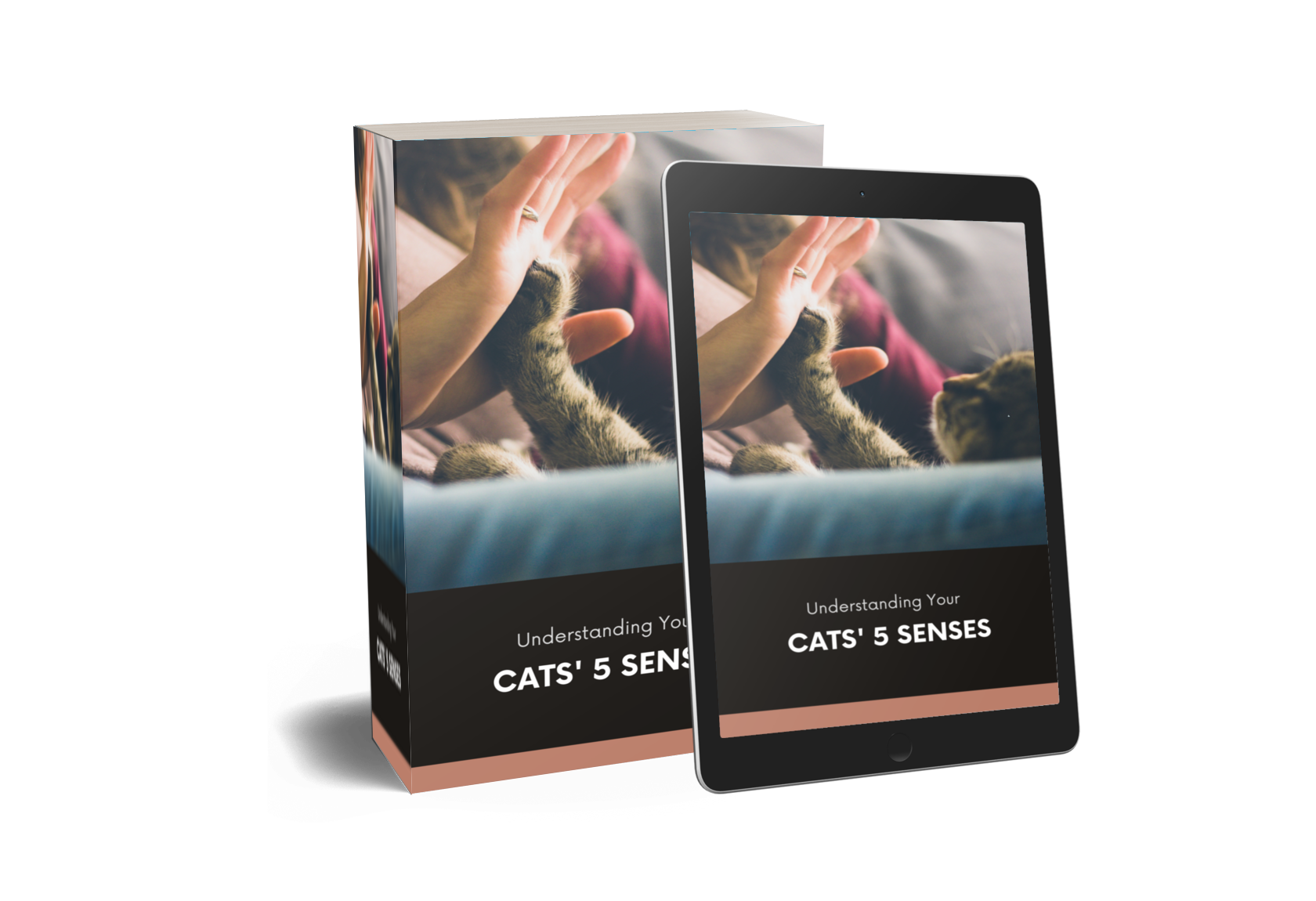 Understanding Your Cats' 5 Senses