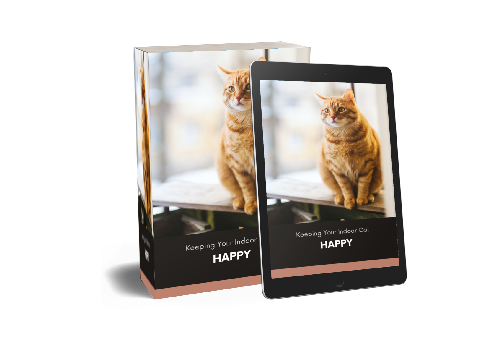Keeping Your Indoor Cat Happy keeping-your-indoor-cat-happy