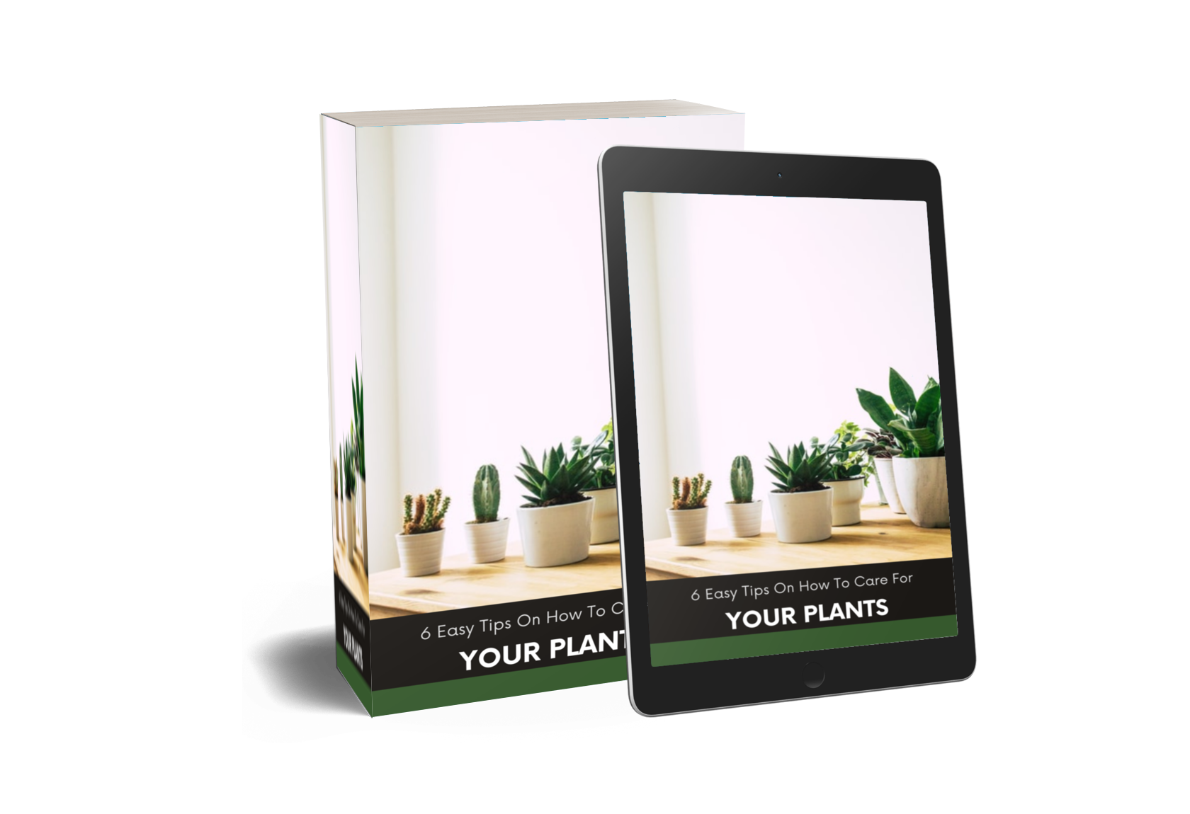 6 Easy Tips On How To Care For Your Plants 6 Easy Tips On How To Care For Your Plants