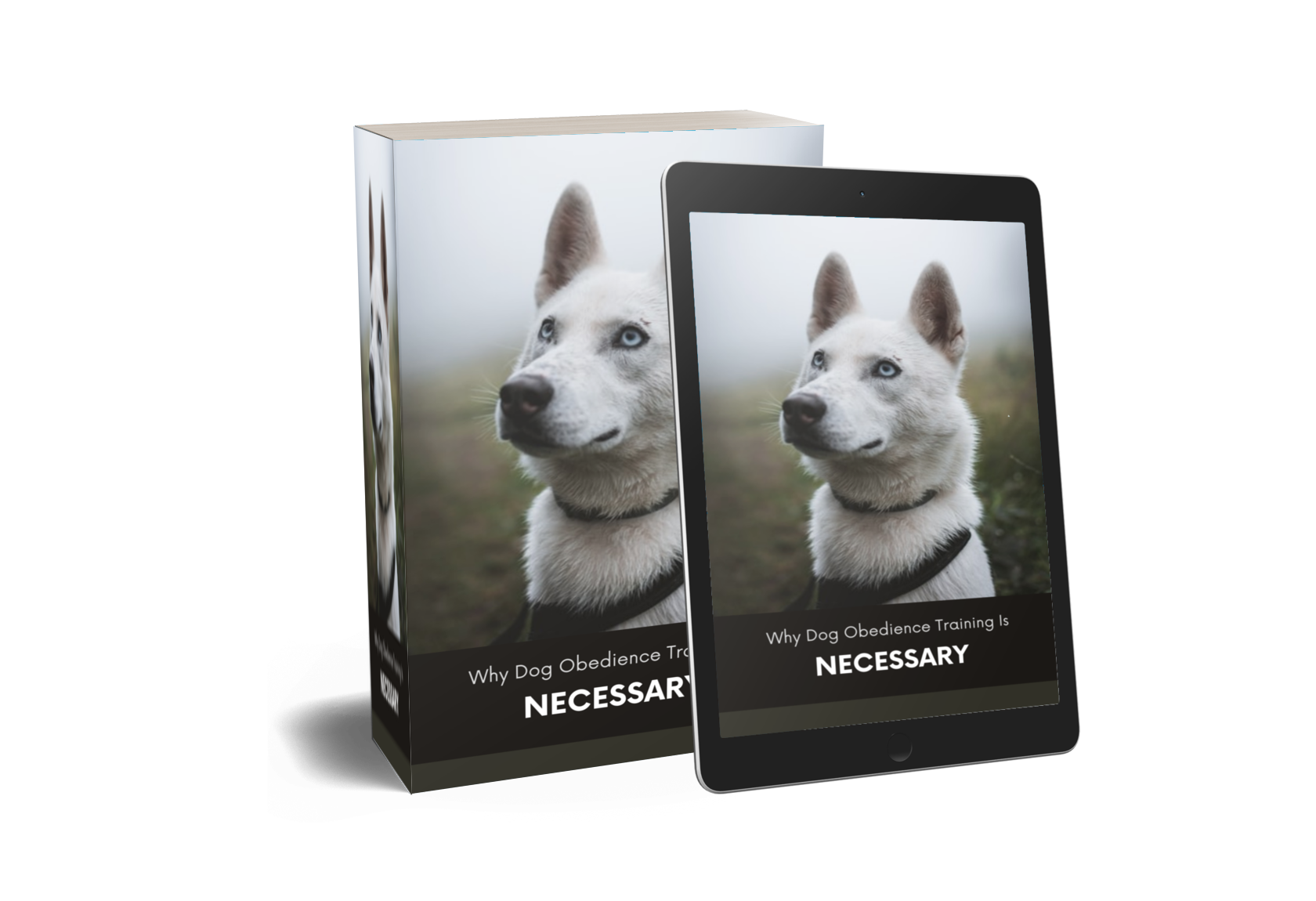 Why Dog Obedience Training Is Necessary Why Dog Obedience Training Is Necessary