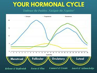 Navigating Your Cycle Week By Week