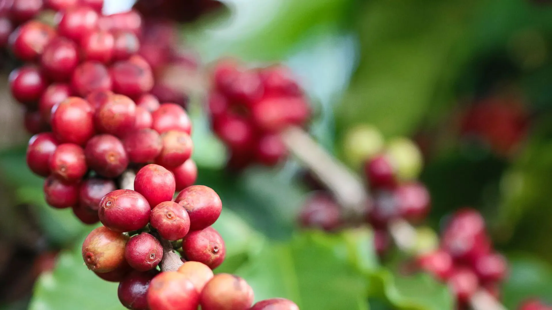 Home [returncoffeeroasters.com]