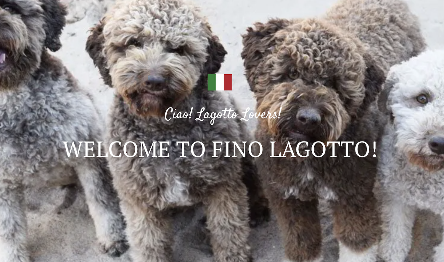 Fino Lagotto Fine Dogs for Fine Homes Lagotto puppies for sale