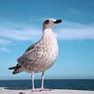 Bird Control Techniques