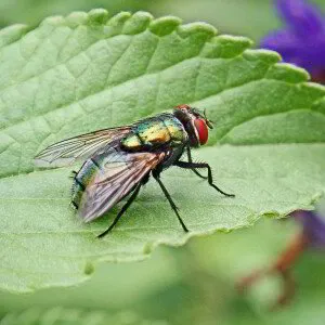 How To Get Rid Of Flies