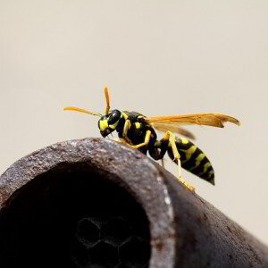 When Do You Need Professional Wasp Pest Control?