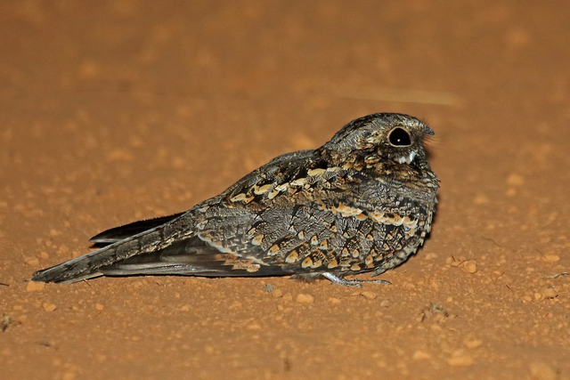 Lynnwood Gardens Estate - your tranquil leafy suburb.