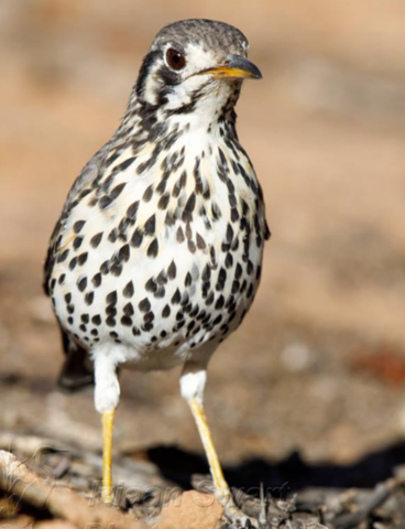 Lynnwood Gardens Estate - your tranquil leafy suburb.