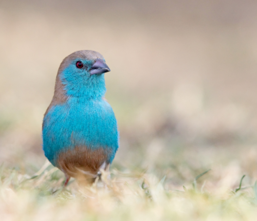 Lynnwood Gardens Estate - your tranquil leafy suburb.