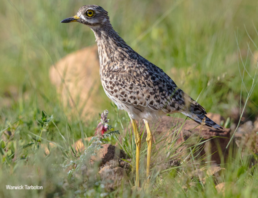 Lynnwood Gardens Estate - your tranquil leafy suburb.