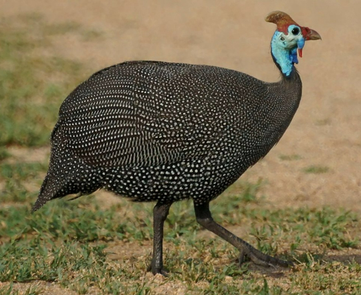 Lynnwood Gardens Estate - your tranquil leafy suburb.