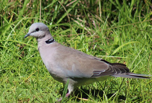 Lynnwood Gardens Estate - your tranquil leafy suburb.