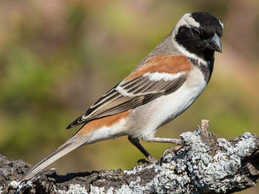 Lynnwood Gardens Estate - your tranquil leafy suburb.