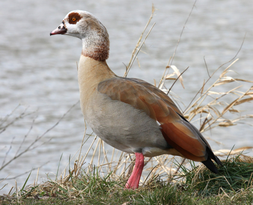 Lynnwood Gardens Estate - your tranquil leafy suburb.