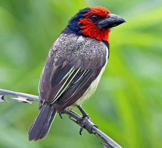 Lynnwood Gardens Estate - your tranquil leafy suburb.