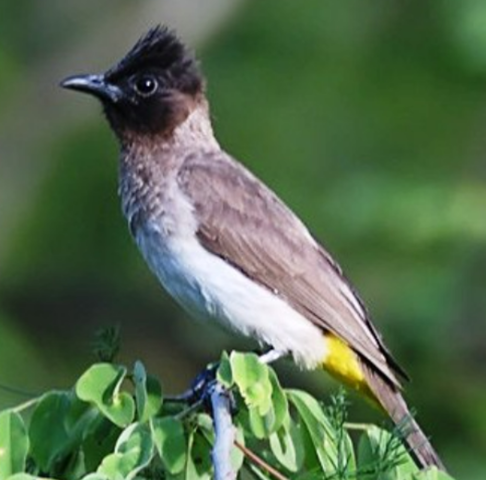 Lynnwood Gardens Estate - your tranquil leafy suburb.